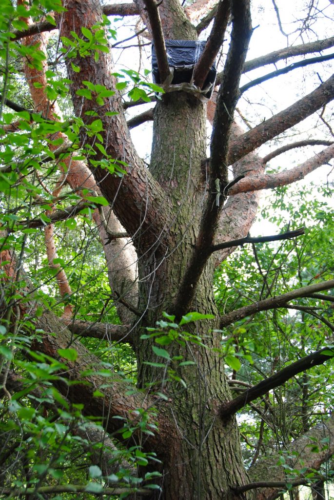 Tree-beekeeping strategy | Bartnictwo (en)